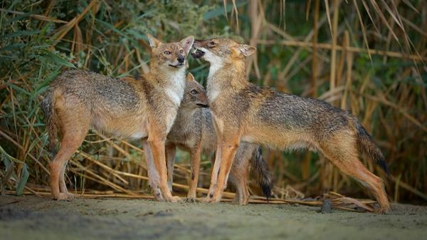 Megjelent a nádi farkas a Rábaközben | Megye TV